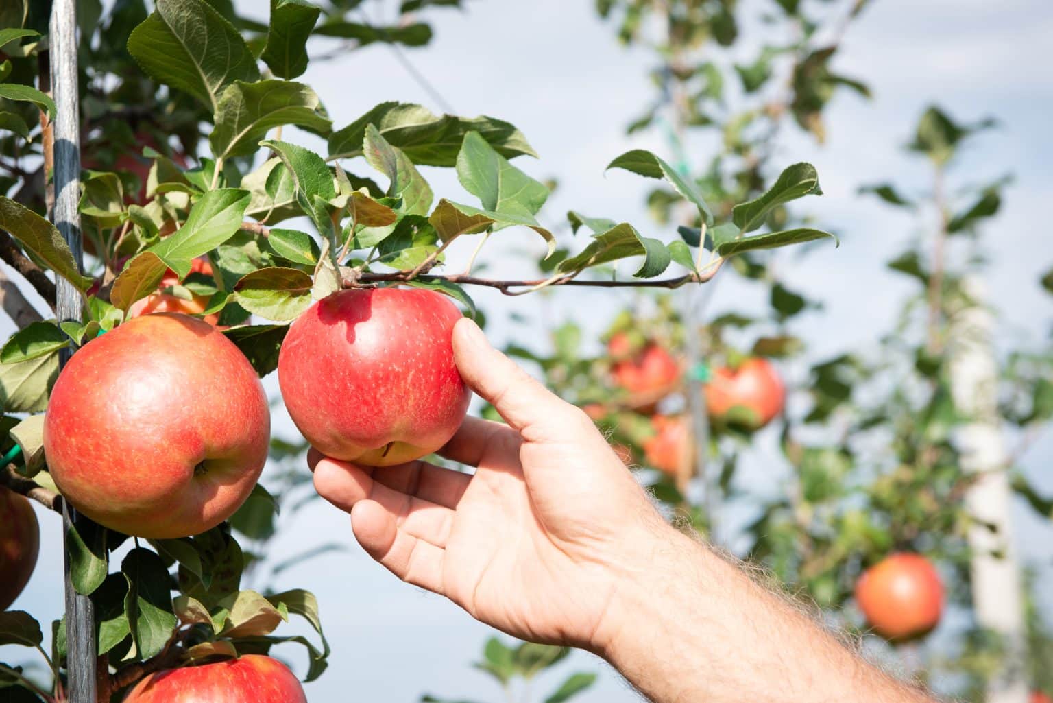 Une récolte record en 15 ans : la | La Pomme du Québec